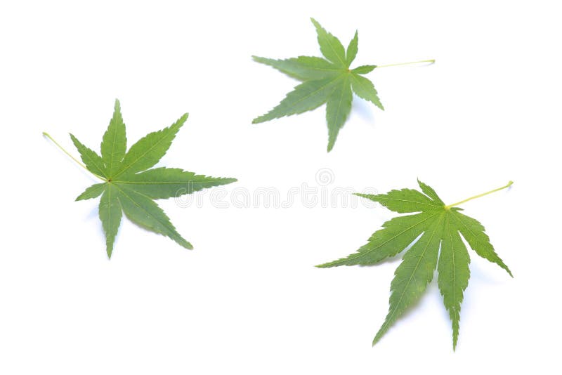 Japanese Fresh Green Maple Leaf Isolated Stock Photo - Image of herbal ...