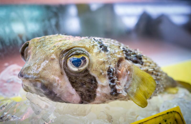 Japanese Fugu Fish or Pufferfish Stock Photo - Image of toxic ...