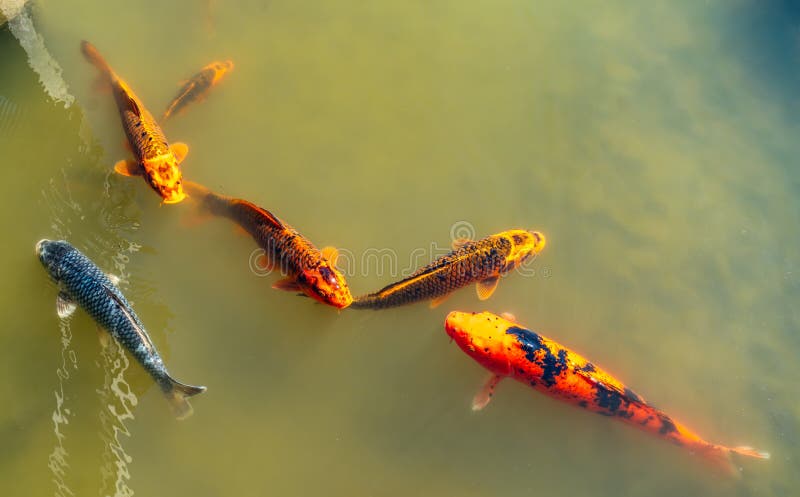 Japanese Garden Fish 2 stock image. Image of garden - 288765645