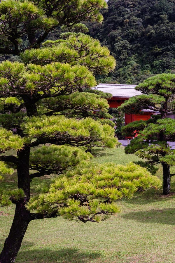 Japanese Garden with Pine Tree Stock Image - Image of copyspace, japan ...