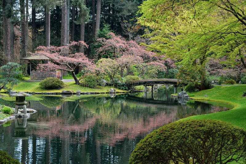 A Tranquil Japanese Garden with Pond and Cherry Trees in Spring Stock ...