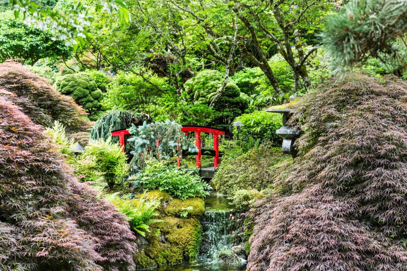 Japanese Garden with Red Maples and Red Bridge Stock Photo - Image of ...