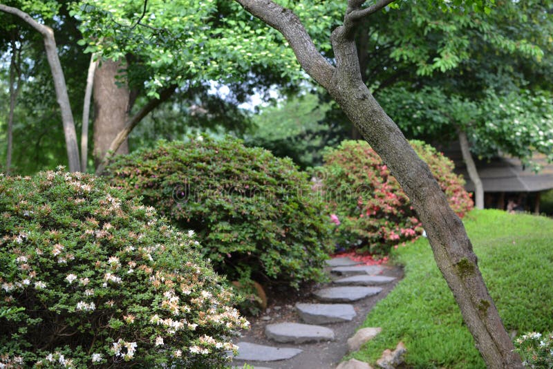 Japanese garden stock photo. Image of plant, evergreen - 73508214