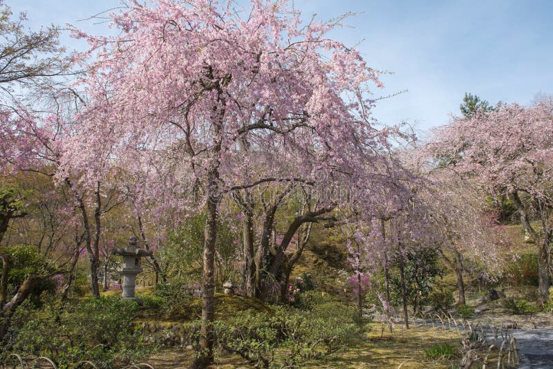Japanese Garden in Springtime with Cherry Blossom Tree. Stock Image ...