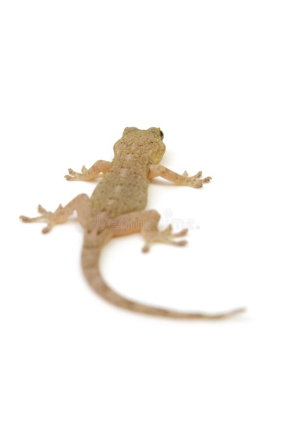 Japanese gecko stock photo. Image of reptilian, nature - 26463678