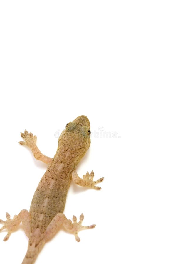 Japanese gecko stock photo. Image of reptilian, nature - 26463678