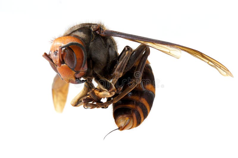 Japanese Wasp
