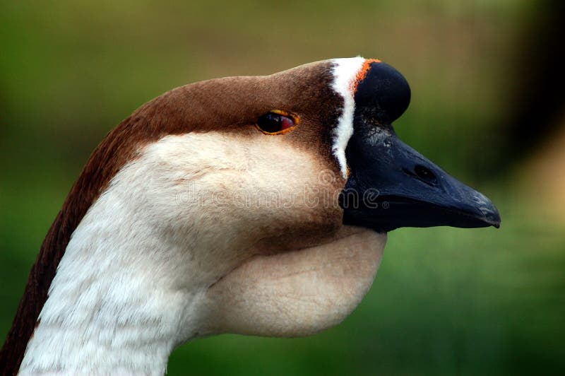 Japanese goose stock photo. Image of japanese, beautiful - 9048176