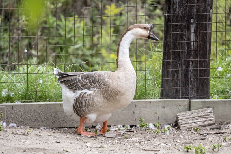 Japanese goose stock photo. Image of wild, wildlife, feather - 9048176