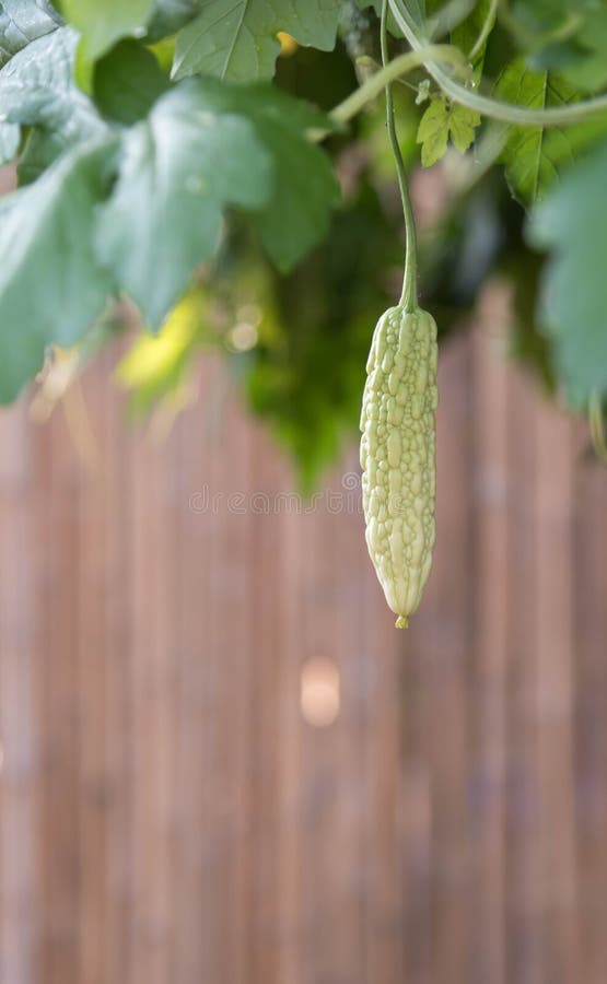 Japanese Gourd Flask (hyotan) Stock Image - Image of flask, drink: 26307391