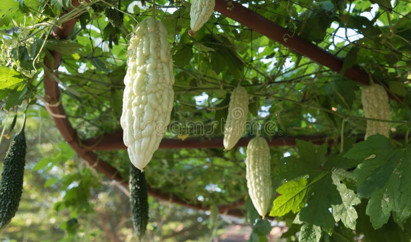 Japanese gourd stock image. Image of bitter, nature, asia - 64208195