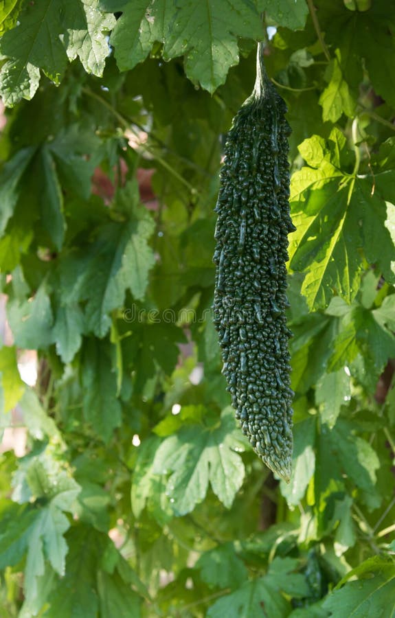 Japanese gourd stock image. Image of plants, green, planting - 64208209