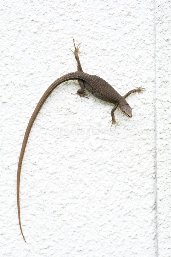 Japanese grass lizard stock photo. Image of animal, live - 67818082