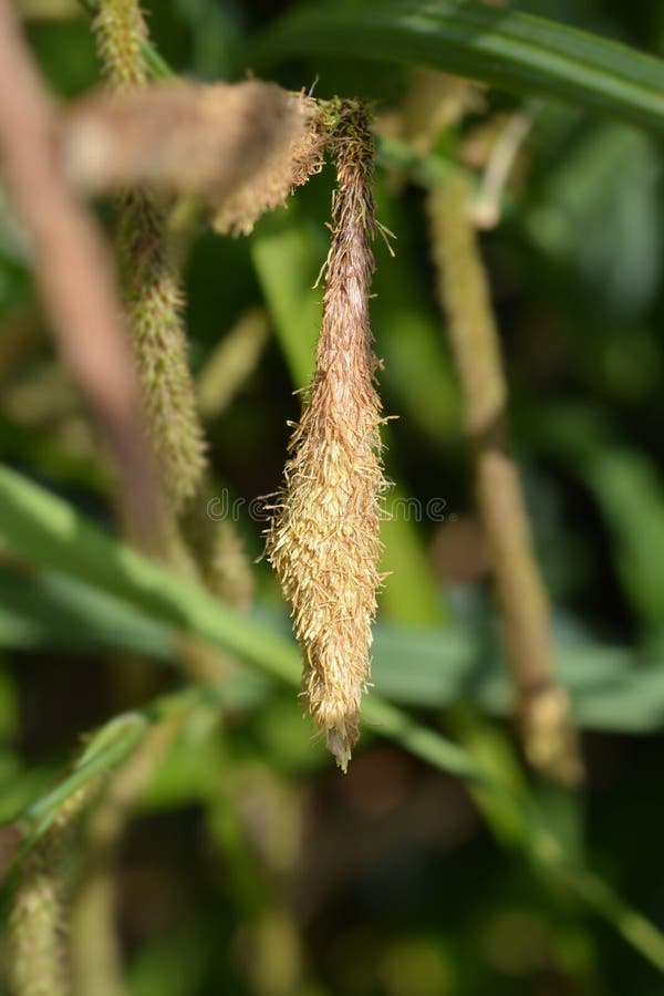 Japanese Grass Sedge stock photo. Image of japanese - 147493654