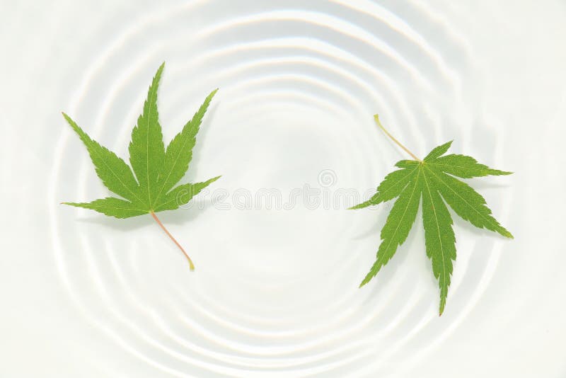 Japanese Green Maple on White Water Ripple Stock Image - Image of color ...