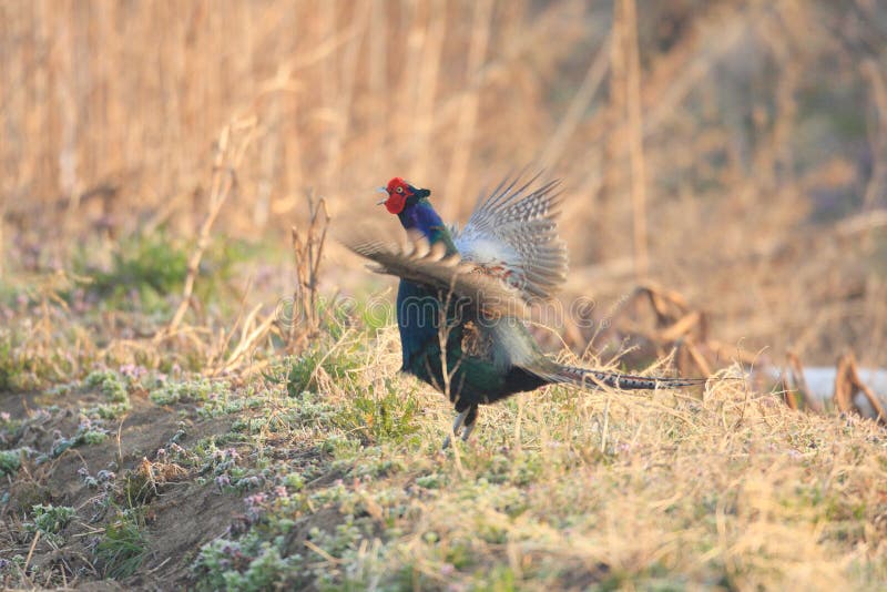 Japanese or Green Pheasant stock photo. Image of game - 51600538