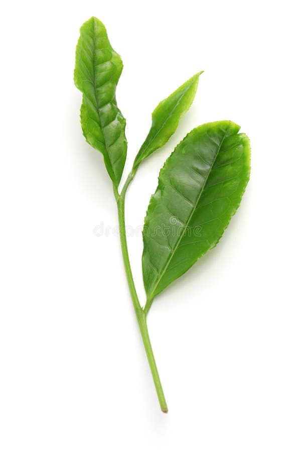 Japanese Green Tea Young Leaves Stock Image - Image of nature ...