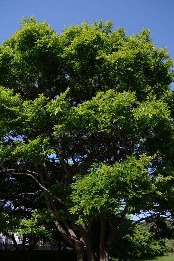 Japanese hackberry stock image. Image of treea, deciduous - 115449825