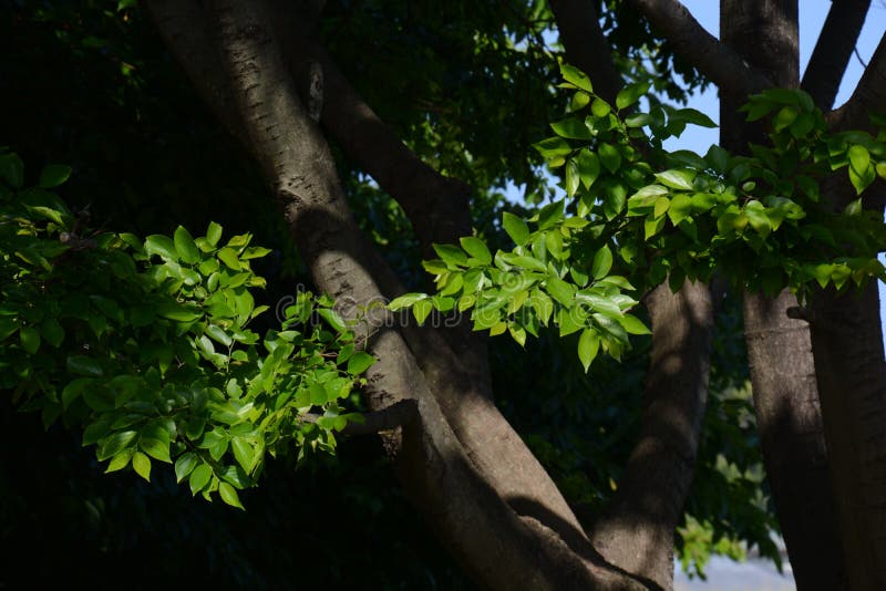 Japanese hackberry stock image. Image of blue, green - 115449841