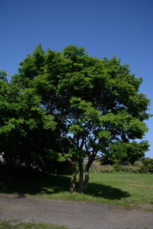 Japanese hackberry stock photo. Image of kanagawa, green - 115449856