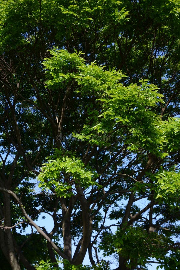 Japanese hackberry stock image. Image of blue, green - 115449841