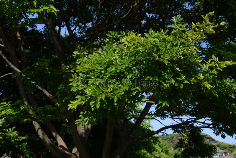 Chinese Hackberry Celtis Sinensis Trunk and Leavea Stock Image - Image ...