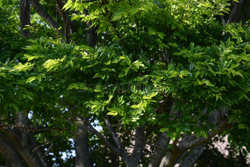 Japanese hackberry stock photo. Image of common, hackberry - 115449870