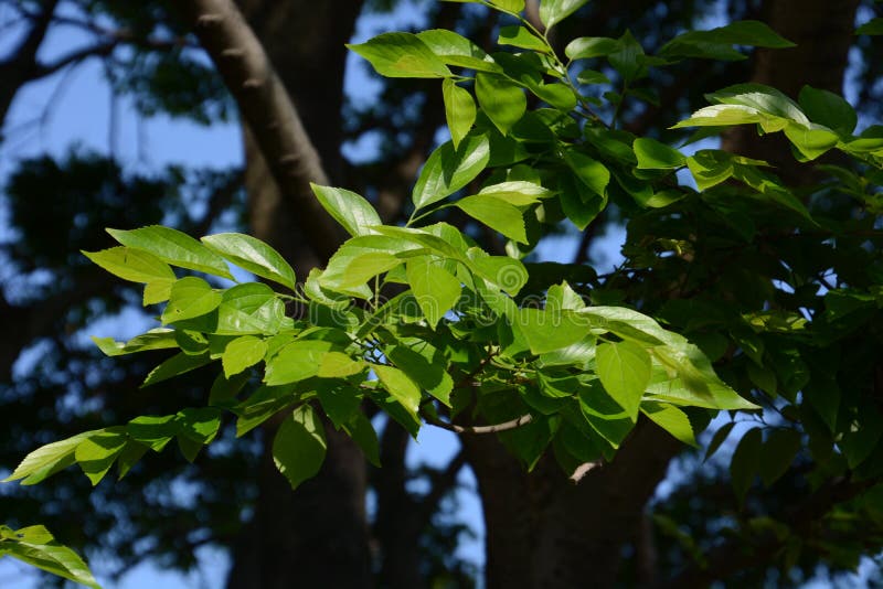 Japanese hackberry stock photo. Image of kanagawa, green - 115449856