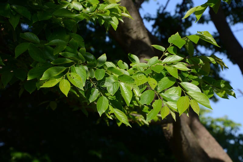 Japanese hackberry stock photo. Image of kanagawa, green - 115449856