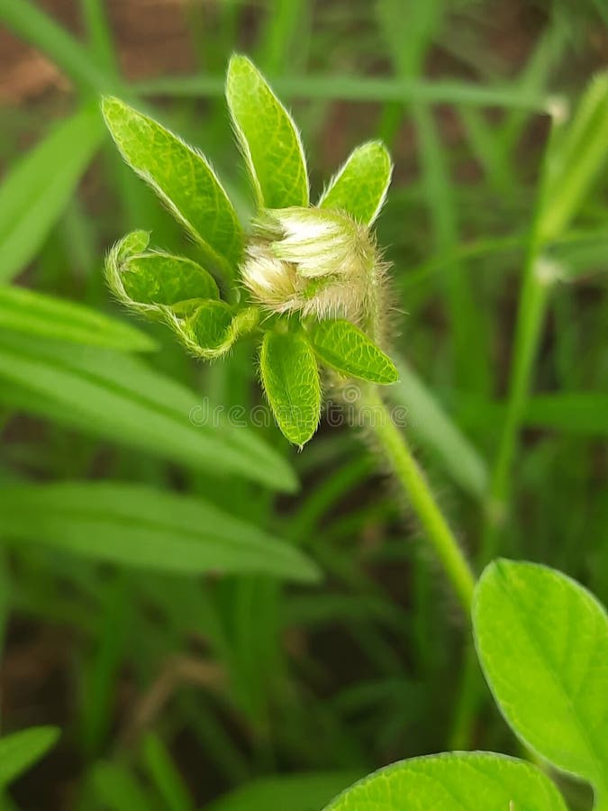 Japanese Hop Budding Leaf and Flower Stock Photo - Image of budding ...