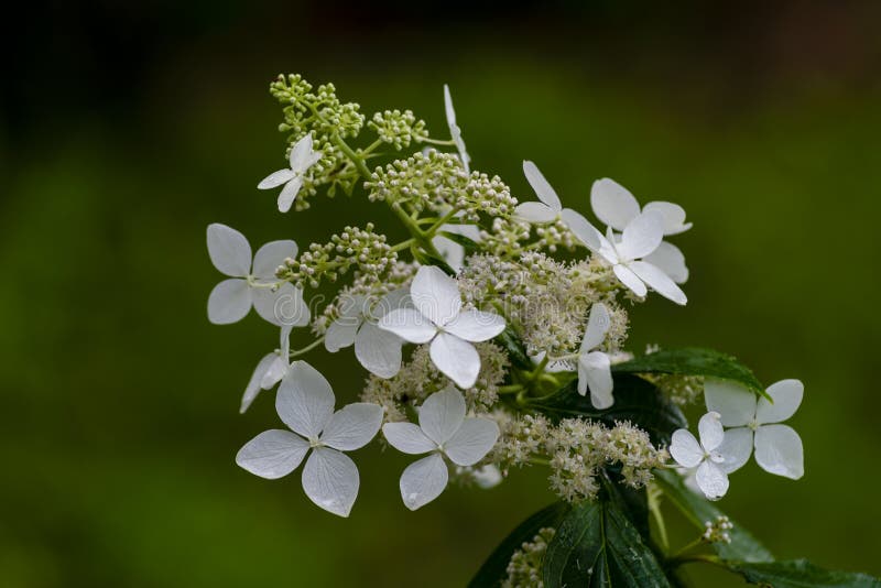 Japanese Hydrangea (Hydrangea Petiolaris). Inflorescence Closeup ...