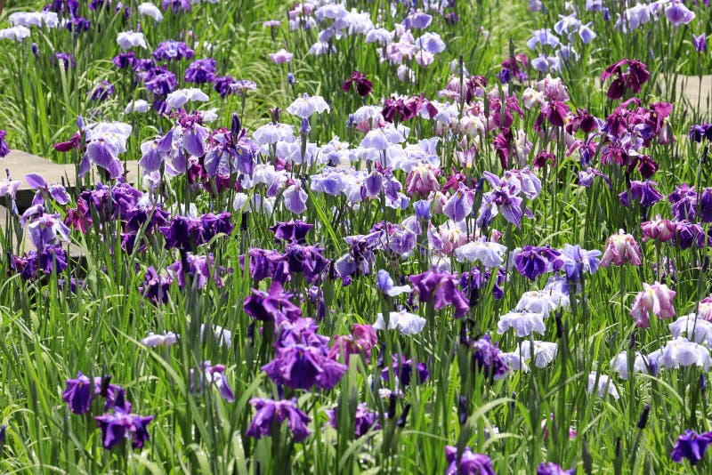 Japanese iris stock image. Image of clear, flower, ensata - 188221649