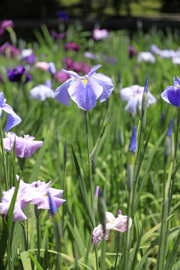 Japanese iris stock image. Image of japanese, ensata - 188221777