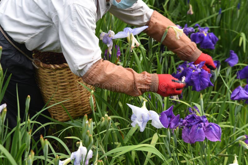 Japanese Iris Deadheading Work Stock Photo - Image of blooming ...
