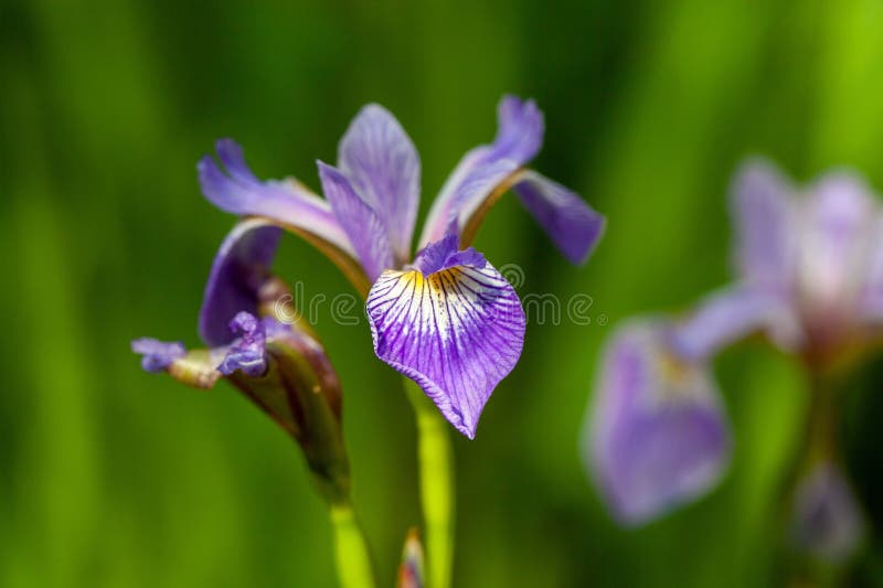 Japanese iris, Iris ensata stock image. Image of floral - 285845739