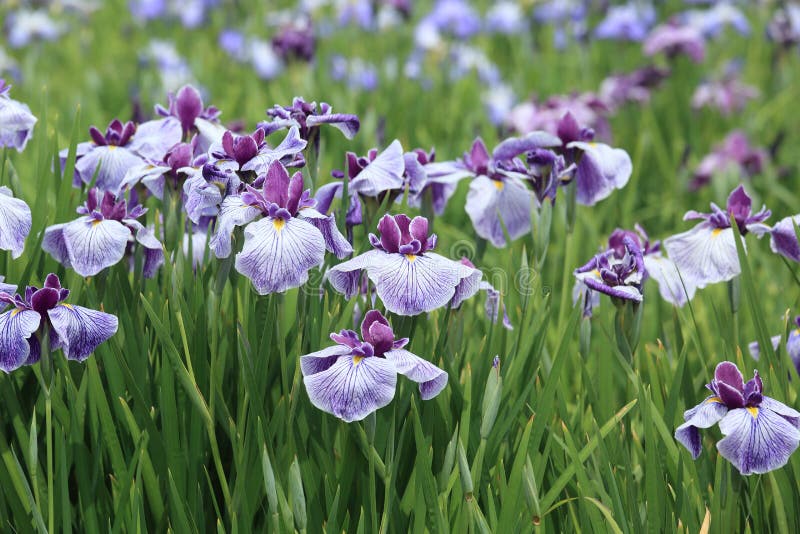 Japanese irises stock photo. Image of full, garden, irises - 55241562