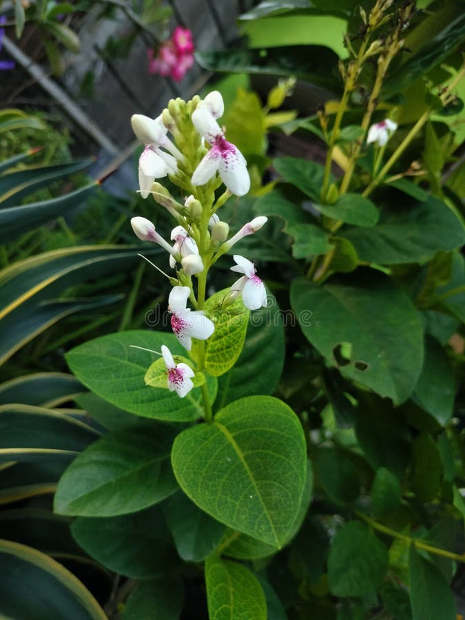 Japanese Jasmine Flowers are Beautiful and Fresh Stock Image - Image of ...