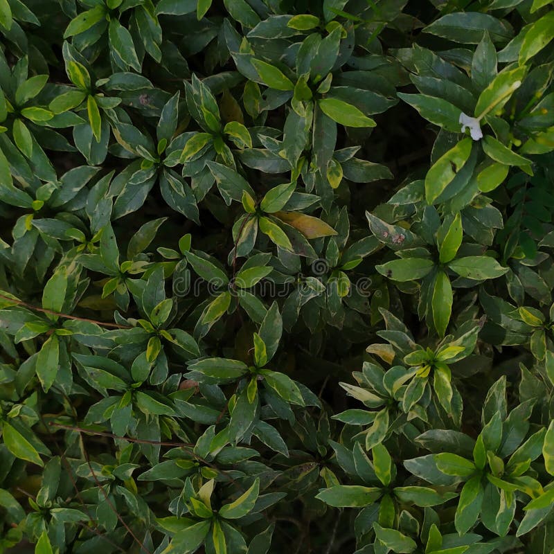 Japanese Jasmine Plants that Grow in Indonesia Stock Photo - Image of ...