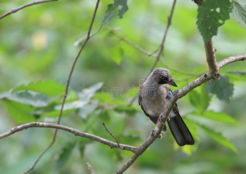 Japanese jay on a branch stock photo. Image of tree, wildlife - 33488648