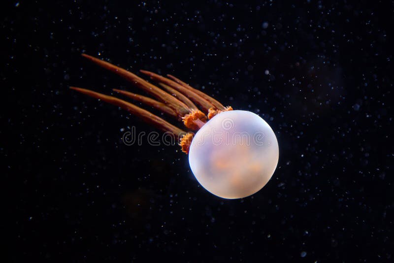 Japanese jellyfish stock image. Image of tropical, background - 74768903
