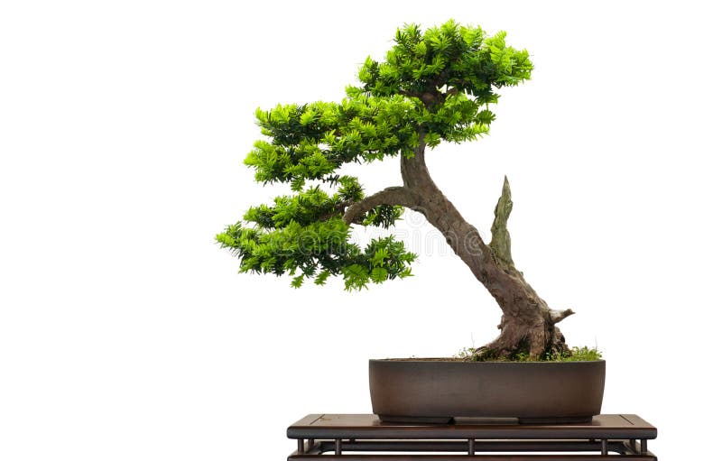 Japanese Five Needle Pine (Pinus Parvifolia) As Bonsai Tree Stock Image ...