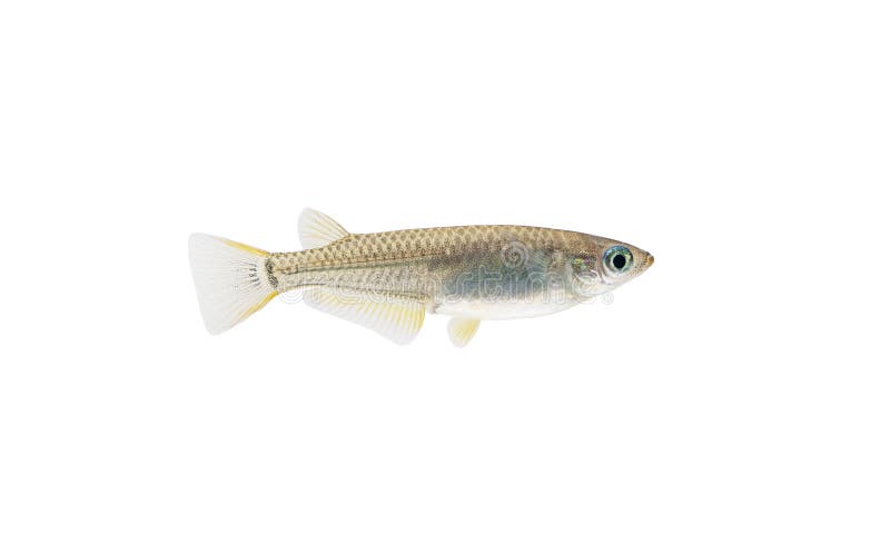 Japanese Killifish on White Background Stock Image - Image of fishes ...