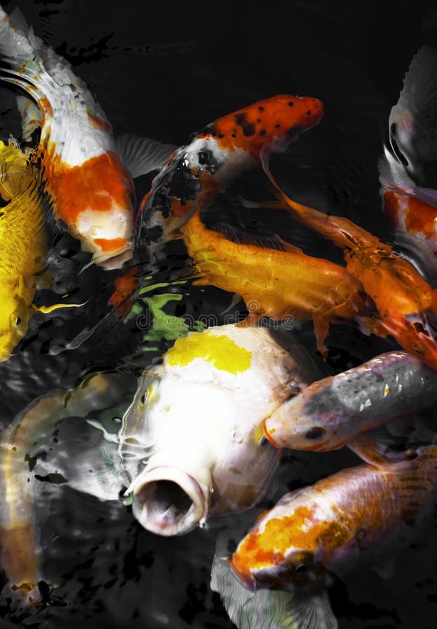 Japanese Koi/carp fish stock image. Image of colorful - 6536417