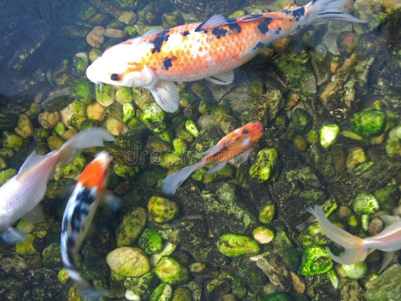 Japanese Koi Carp fishes stock photo. Image of fish, group - 11256898