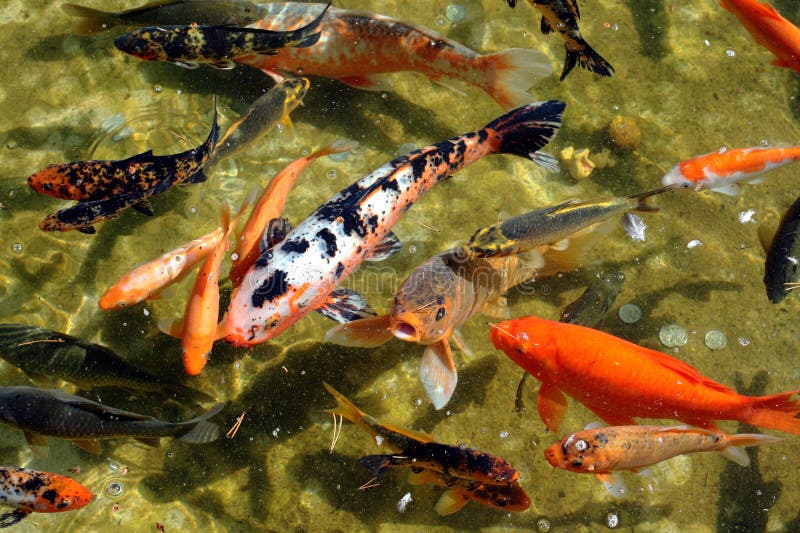 Japanese Koi Fish stock image. Image of school, fish, pond - 9432749