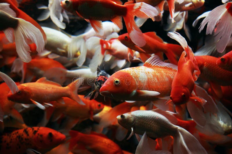 Fish in Aquarium-Glass Bloodfish Stock Photo - Image of animal, aquatic ...