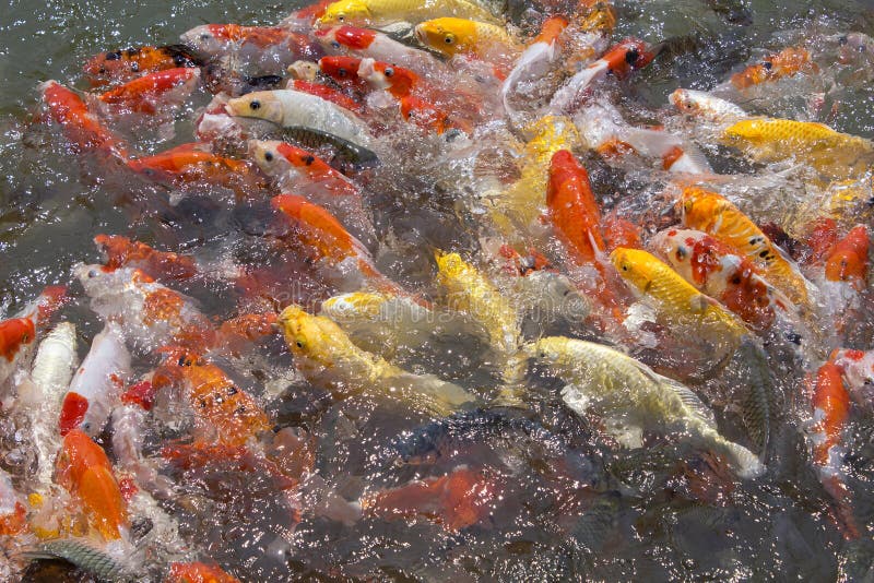 Japanese koi fish stock image. Image of carp, marine - 83972853