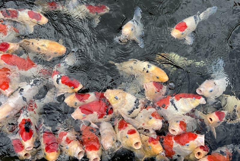 Japanese Koi Fish in a Pond Stock Photo - Image of autumn, underwater ...