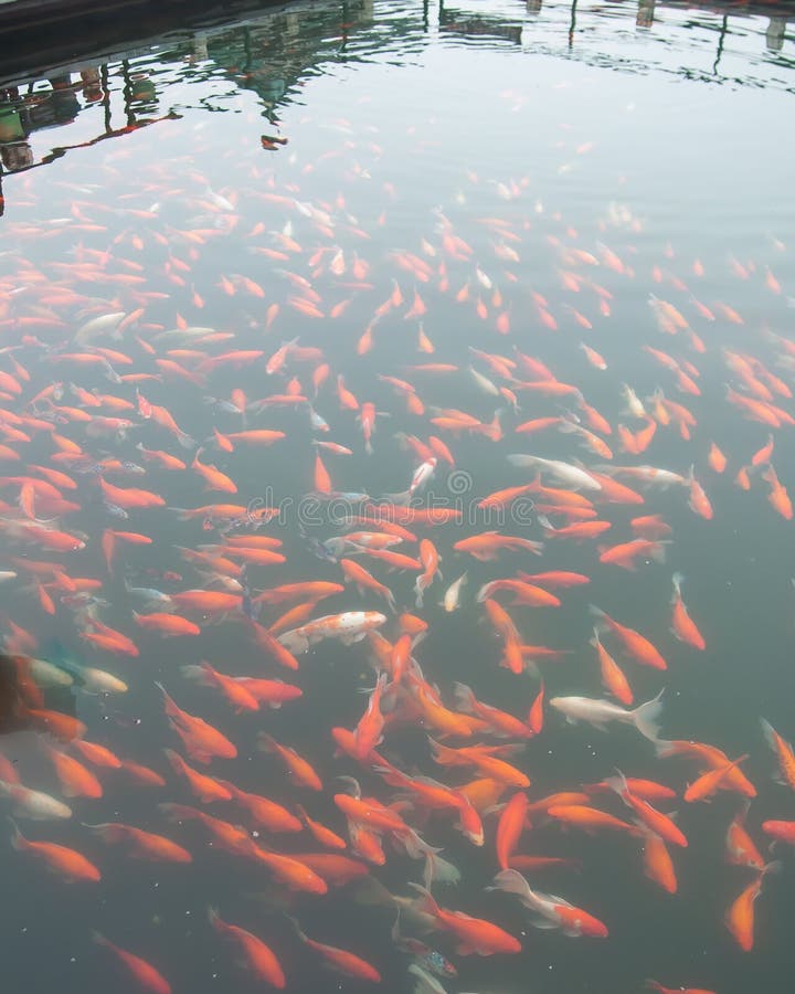 Japanese Koi Pond in Wuhan, China Stock Photo - Image of aquatic ...