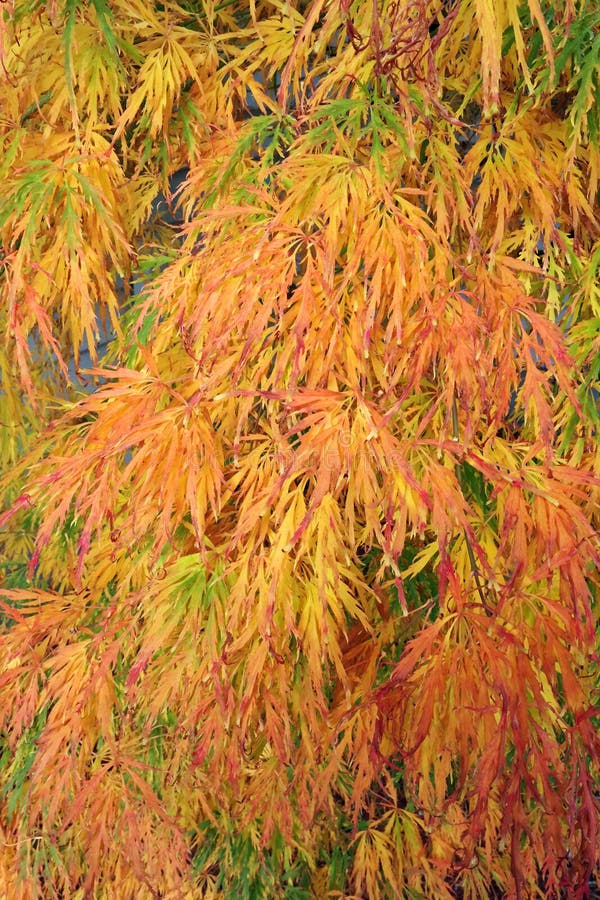 Japanese Lace Maple stock photo. Image of backyard, attraction - 103034438
